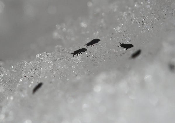 Snow fleas are assets, not pests