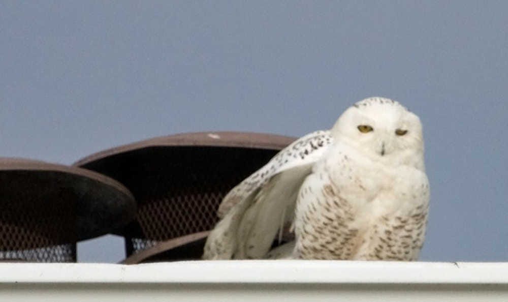 VIDEO: Giant snowy owl spotted on Tybee