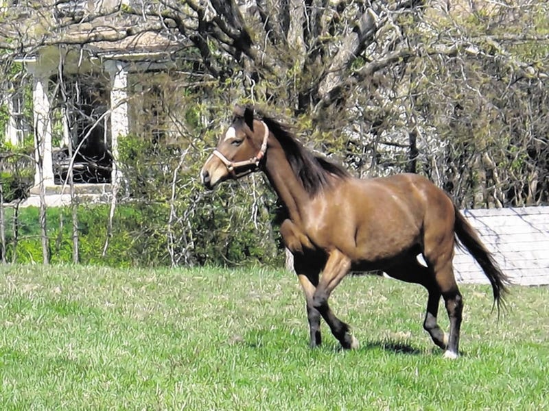Shelter Tails: Neglected horses need homes