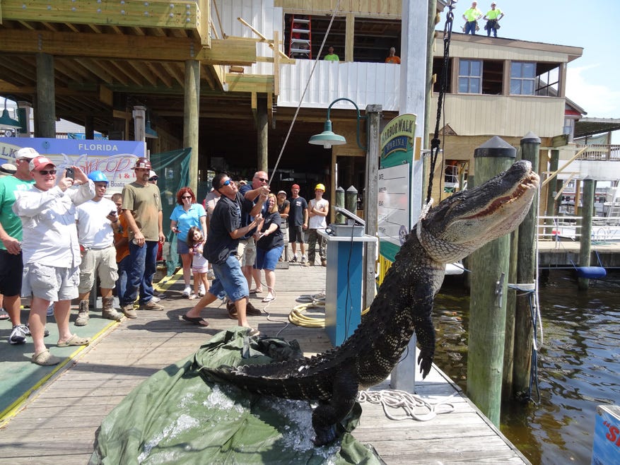 GOT GATOR: Duo find gator glory on Destin docks
