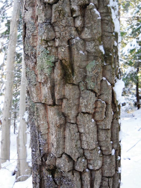 Chestnut oak is easy to identify, thanks to its bark