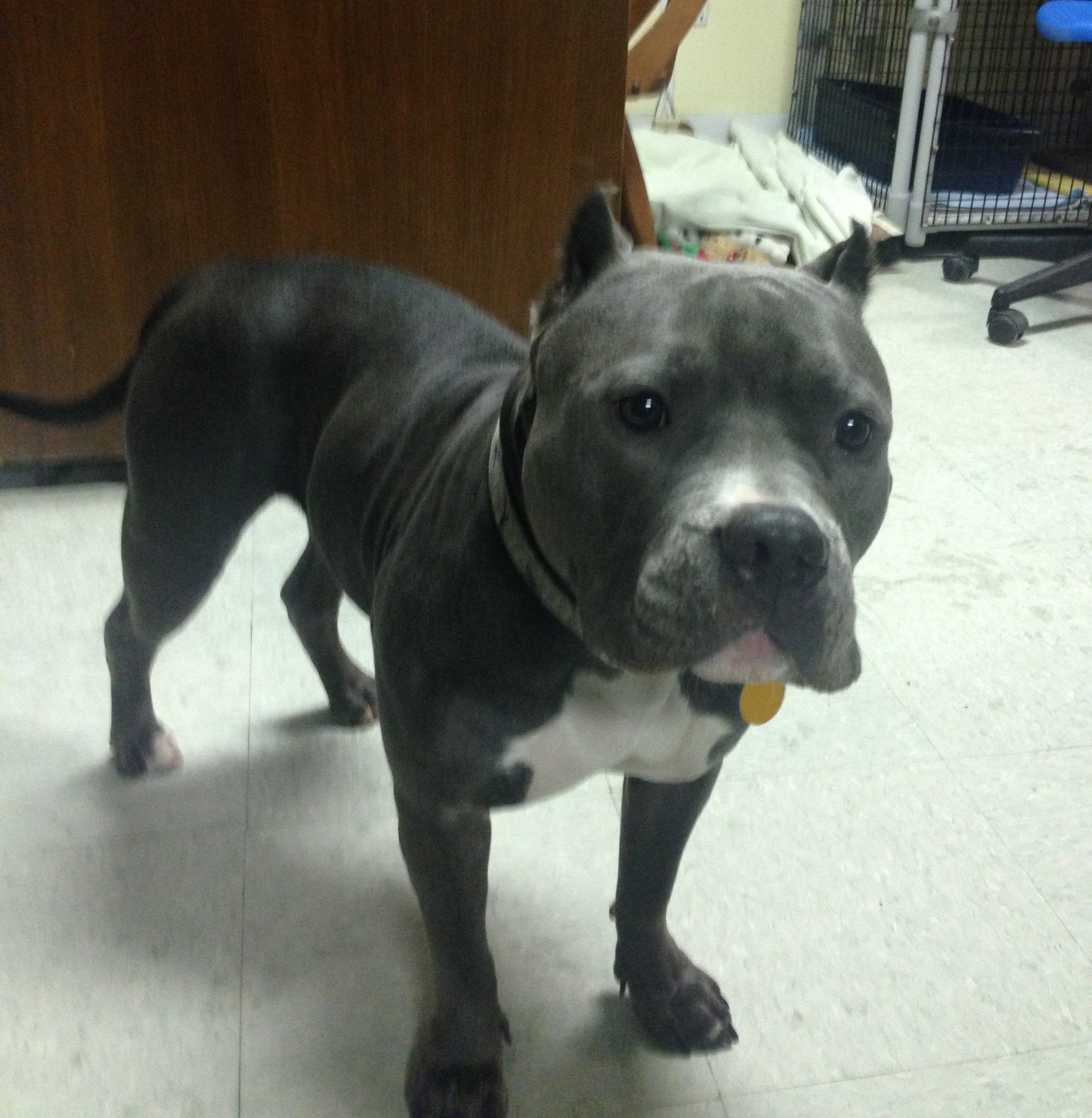 Purple Ribbon Blue Nose Pitbull | atelier-yuwa.ciao.jp