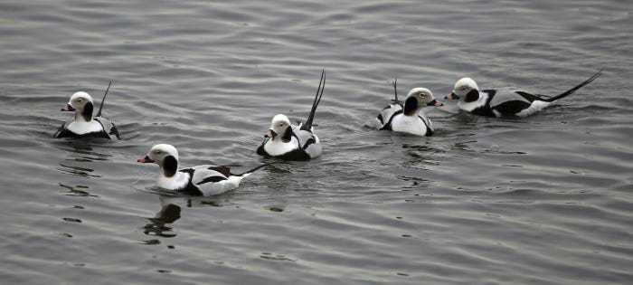 Frigid winter drove rare waterfowl our way