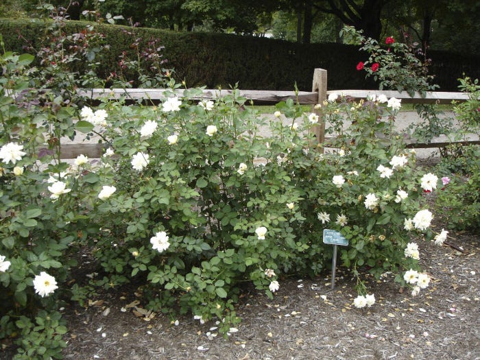 Earth-Kind roses so popular because they need little care