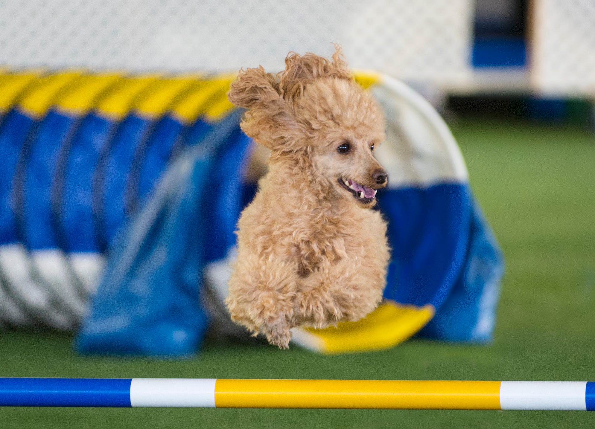 Dashing dogs: Agility races gaining popularity
