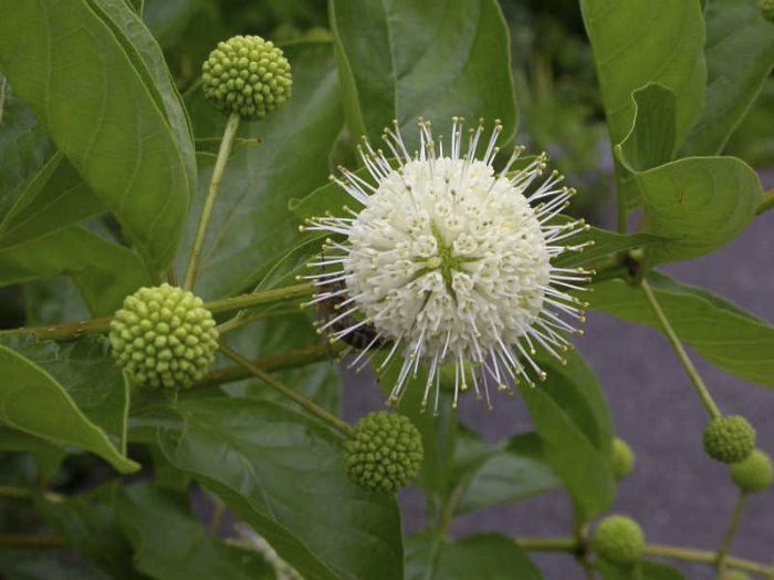 Fireworks-shaped flowers will elicit oohs, aahs