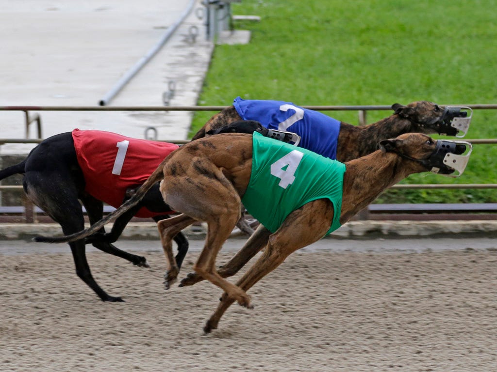 When Did Dog Racing Start In Florida
