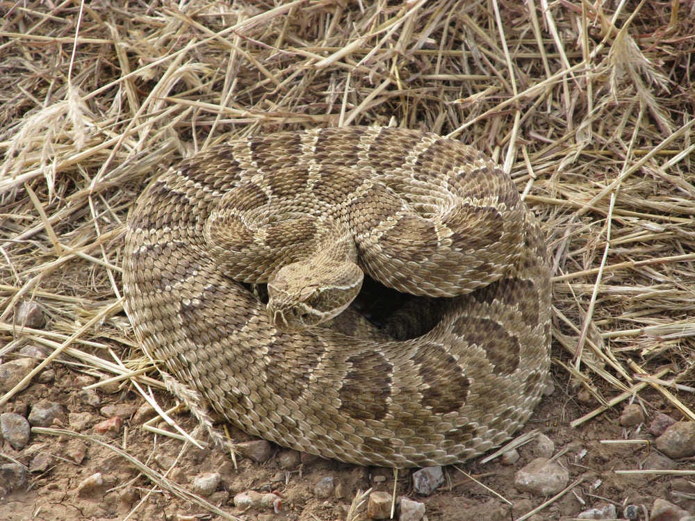 Do Bull Snakes Eat Prairie Dogs