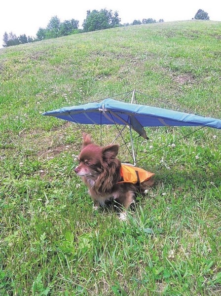 Mimi Esperanza de la Primavera Sparrow's 2014 Freedom FX hang glider