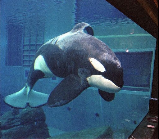 Free Willy The Whale