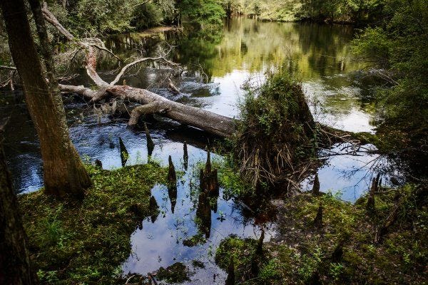 A trip down the Lumber River shows the natural beauty of Robeson County