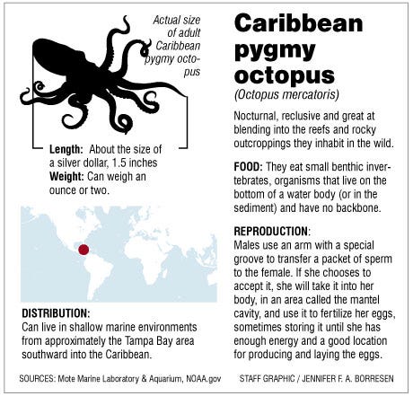 Caribbean Pygmy Octopus