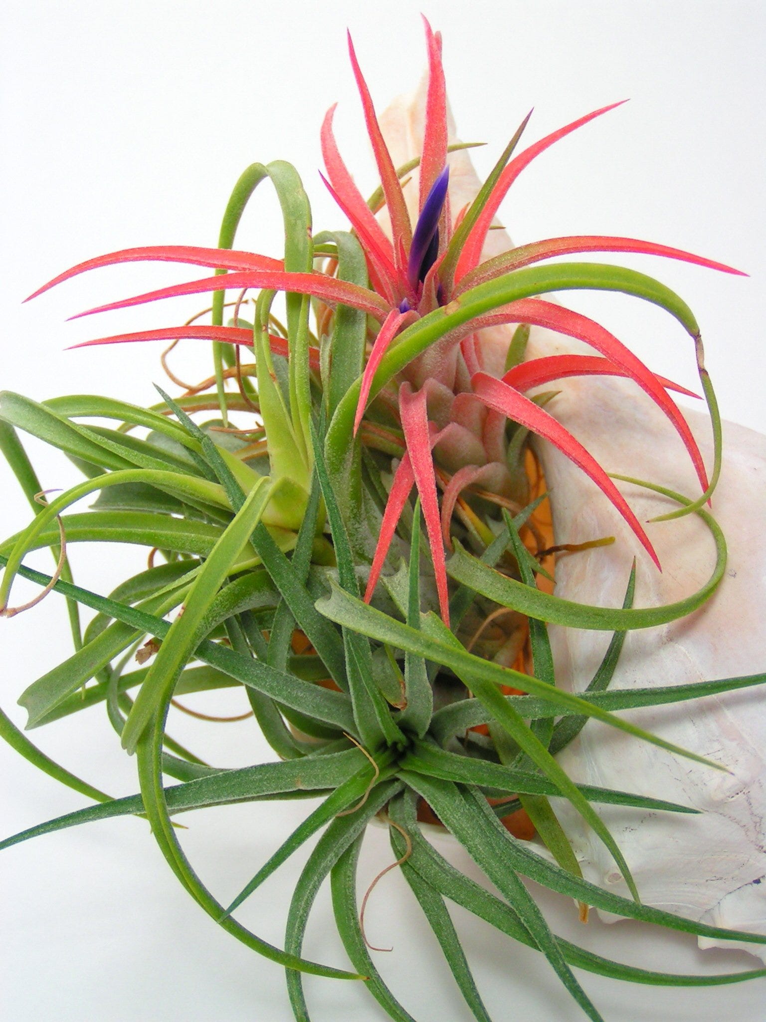 Colorful air plants need no soil, just light, water