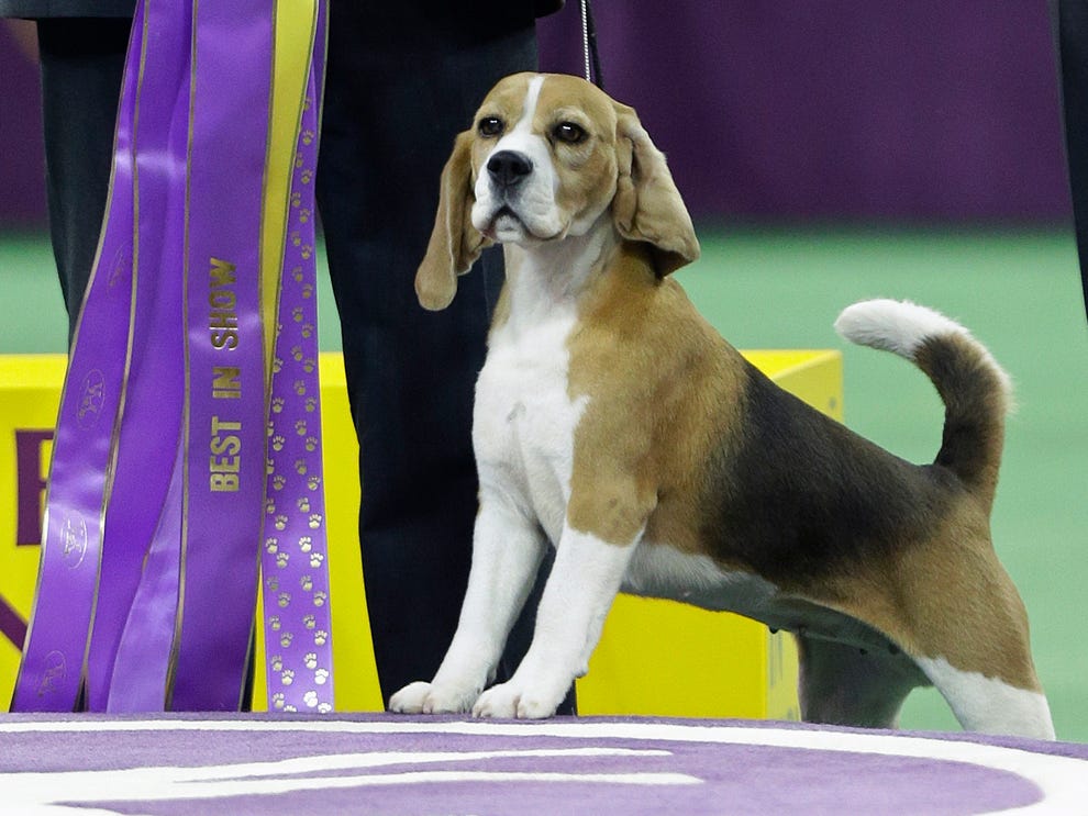 Tail-wagging beagle wins best in show at Westminster