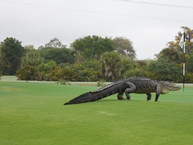 Golf course's alligator photos go viral