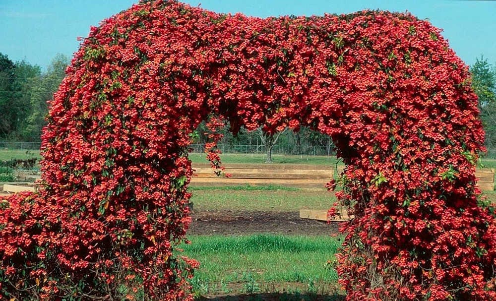 Garden Guru: Growing up with native cross vine