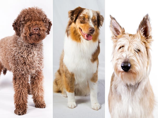 How Many Recognized Dog Breeds Are There