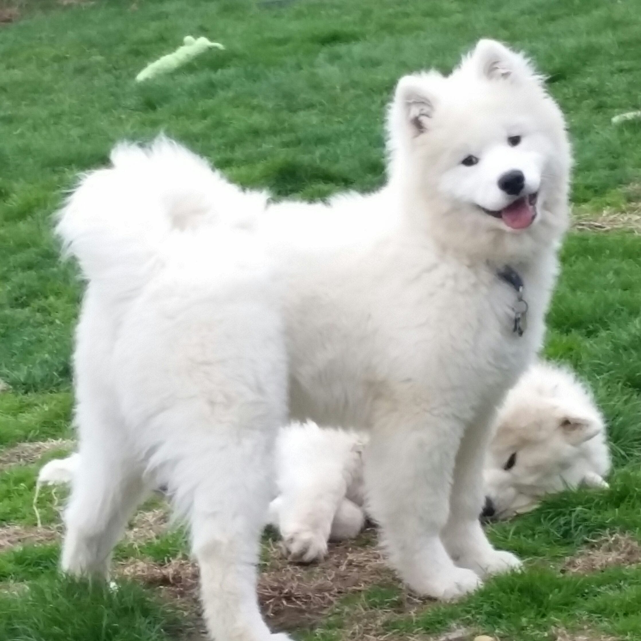 How Cold Is Too Cold For A Samoyed