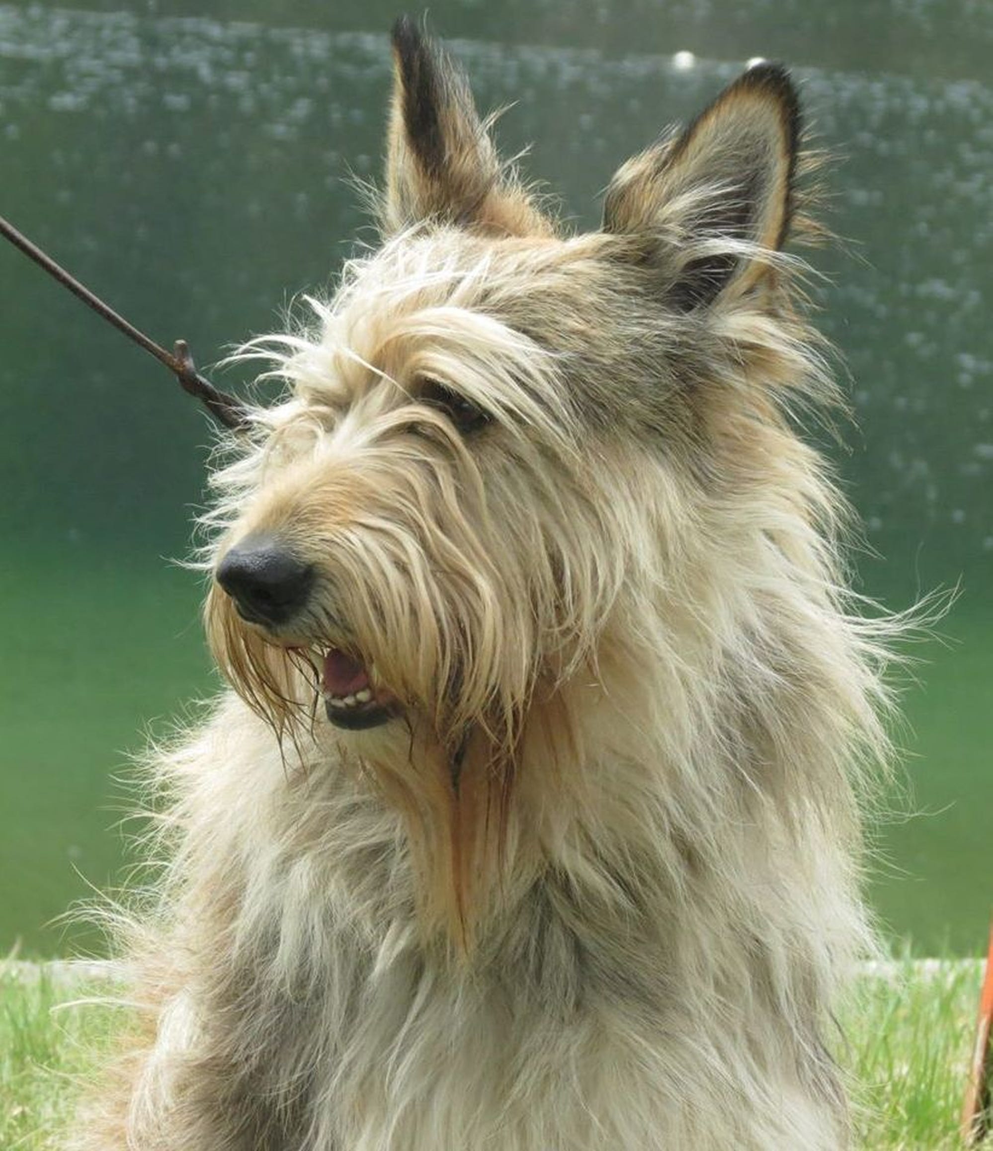 Are Berger Picards Good Companions