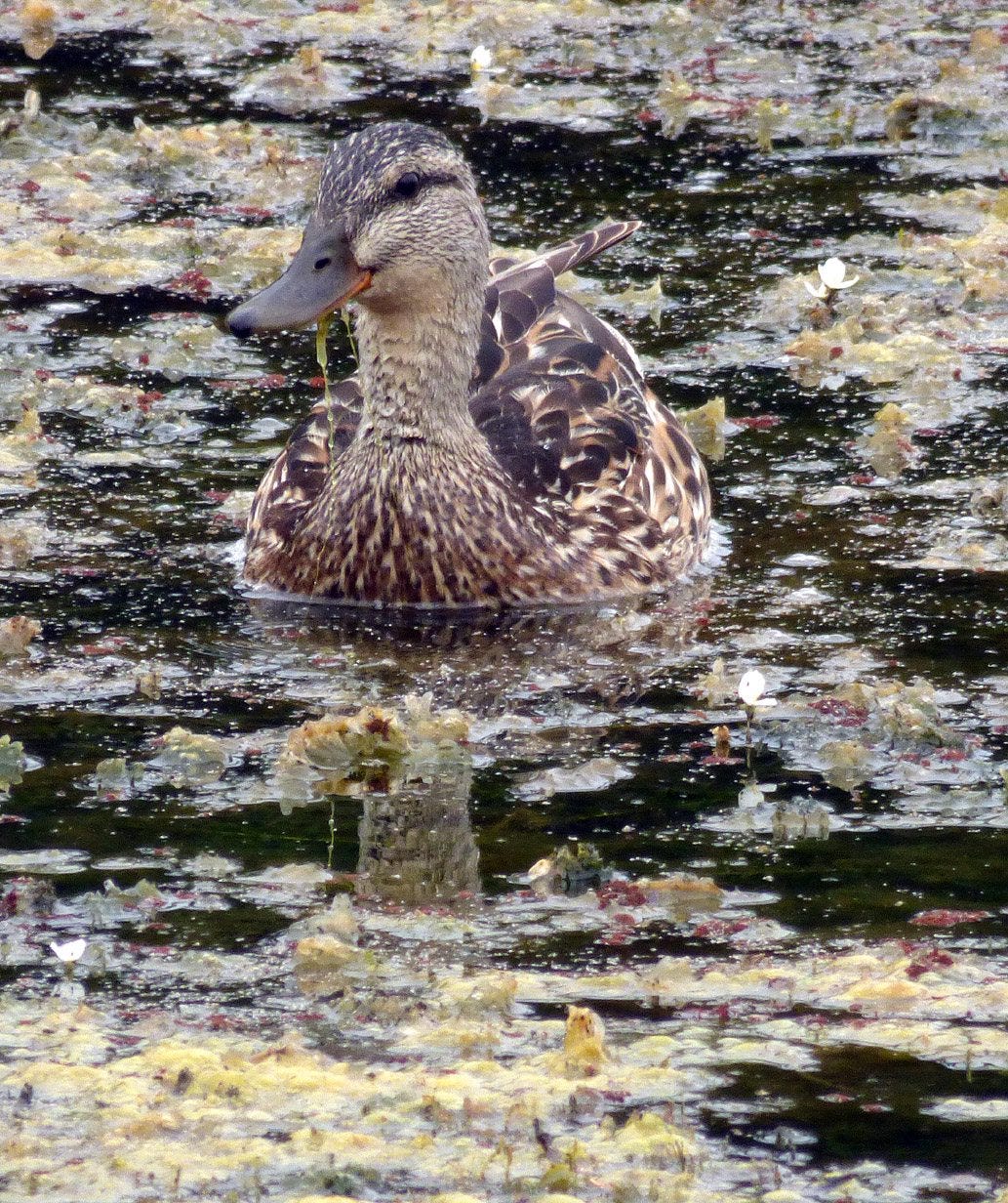 Learning how to identify mallard ducks