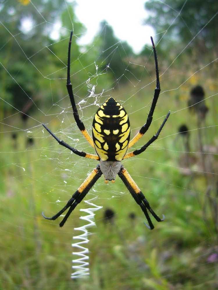 Texas Yellow Garden Spider Poisonous | Fasci Garden