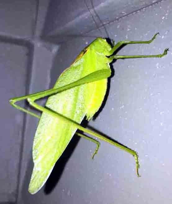 Where Do Katydid Bugs Live