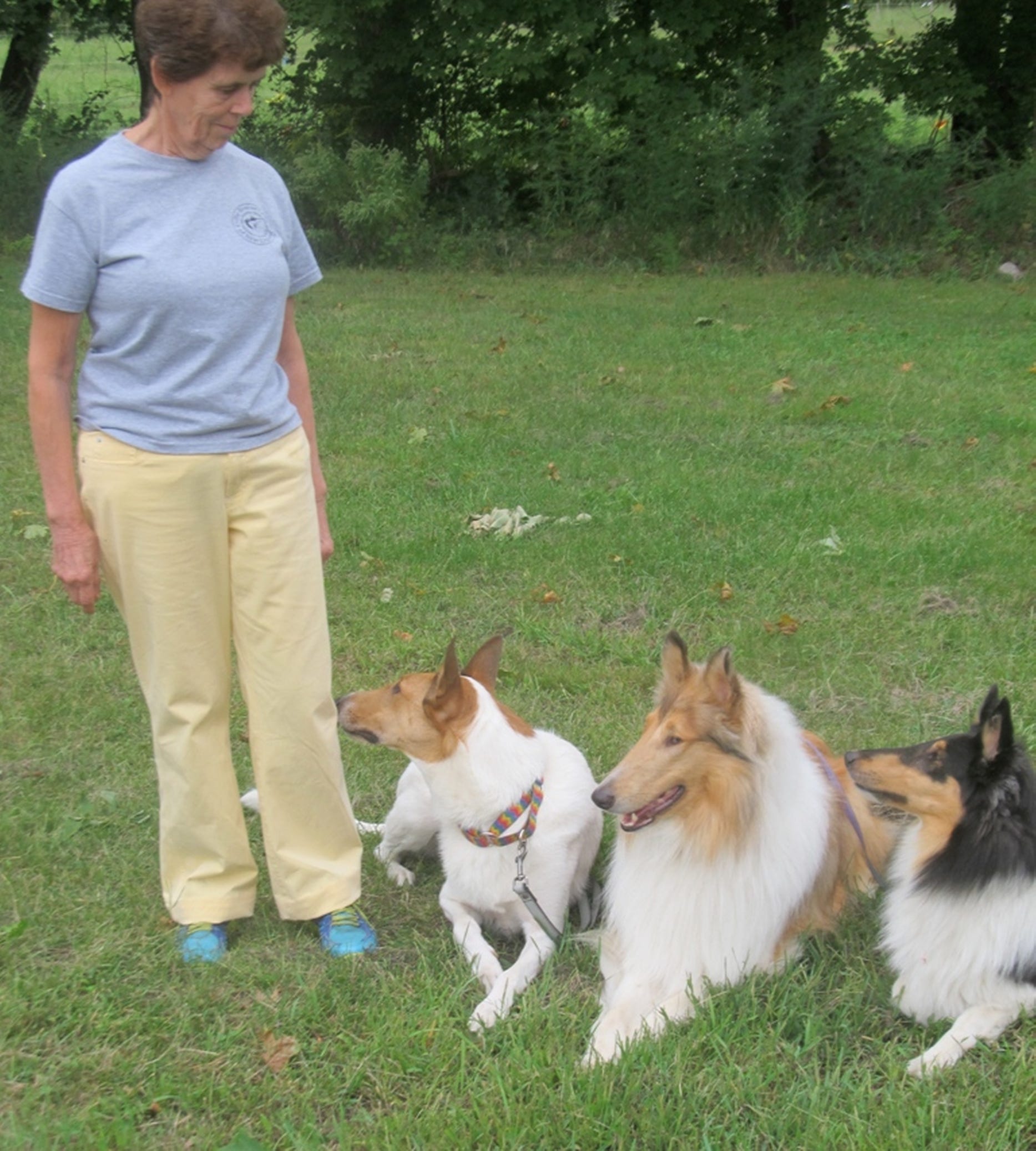 What To Know About Collies