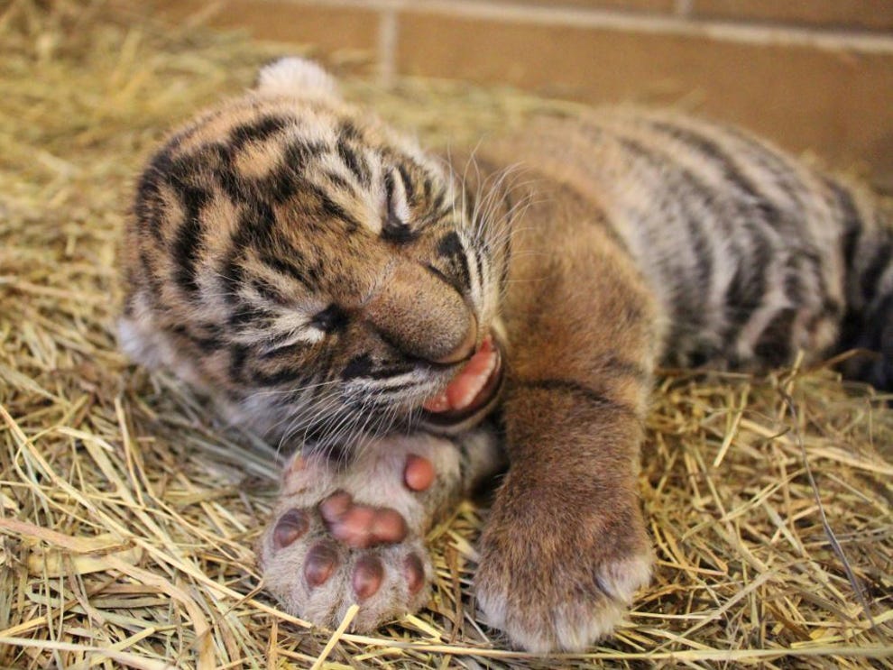 Sumatran Tiger Newborn Cubs