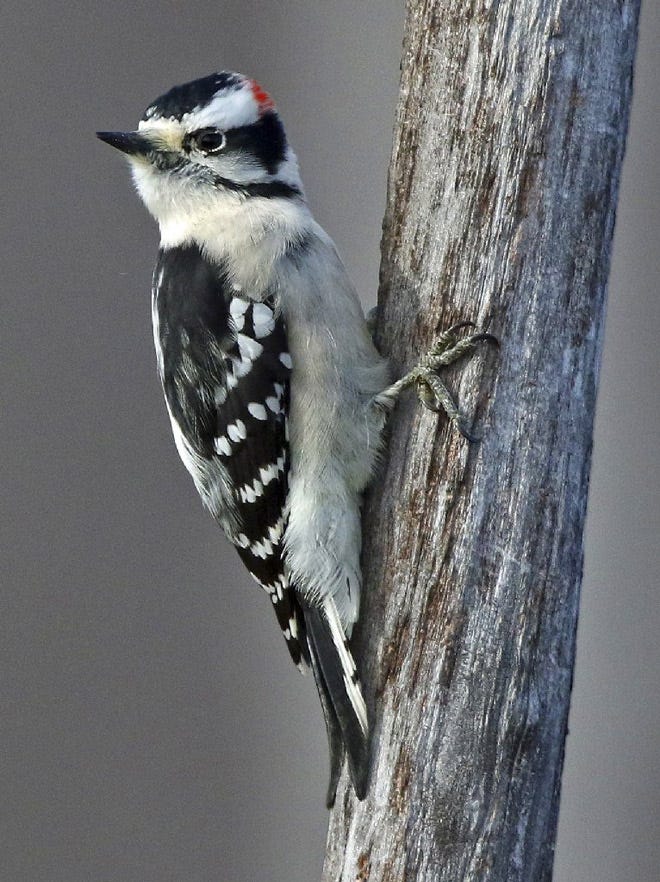 Female And Male Downy Woodpecker
