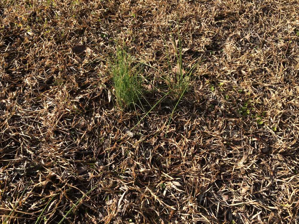 Wild garlic is a tough weed to control