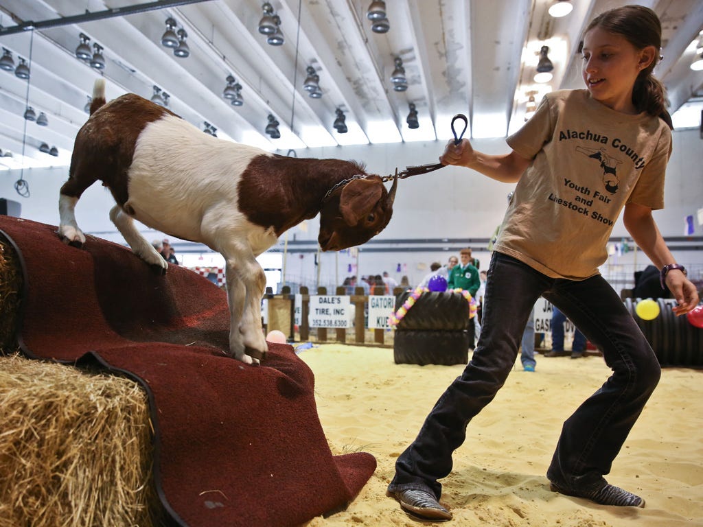 Goats show off agility on obstacle course
