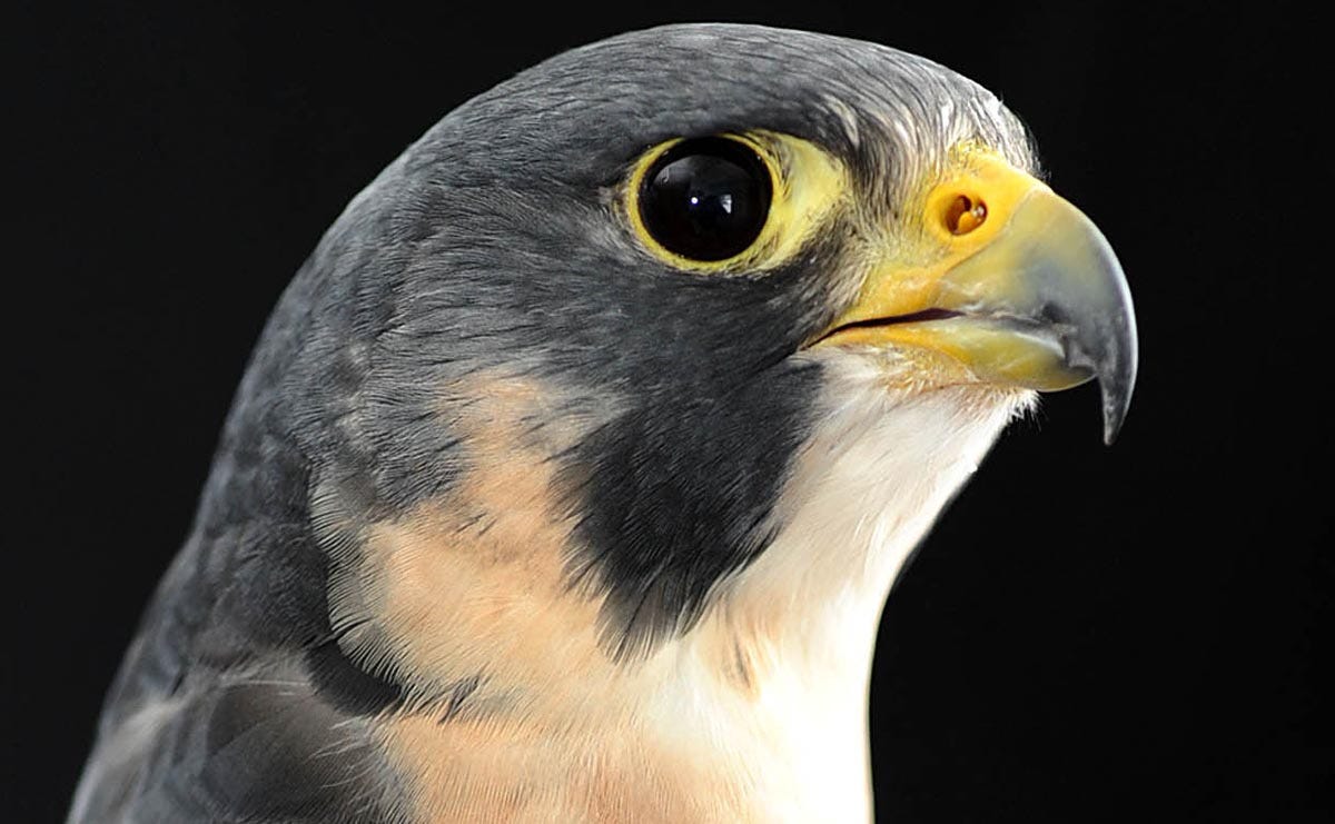 Peregrine Falcon Head