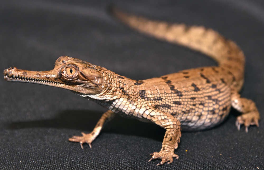 St. Augustine Alligator Farm becomes first U.S. zoo to breed endangered ...