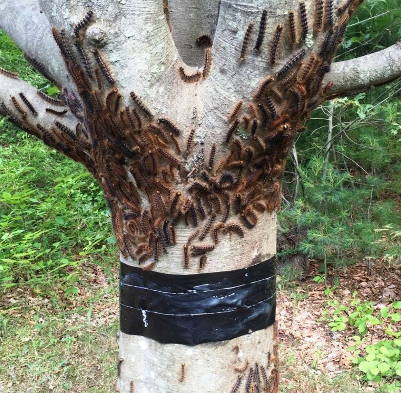 Losing the battle with gypsy moths and other bugs