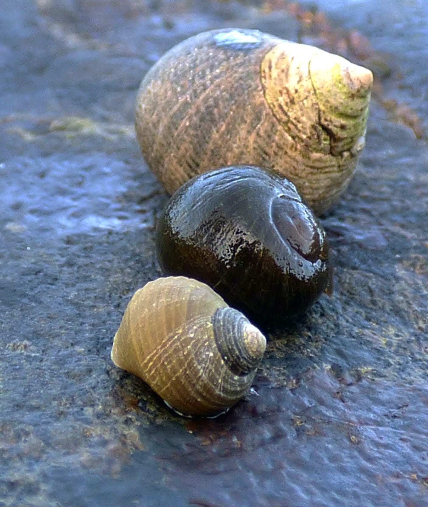 Three kinds of periwinkles live in Gulf of Maine