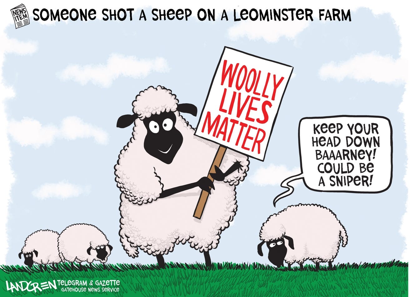 Landgren cartoon: Sheep shooter