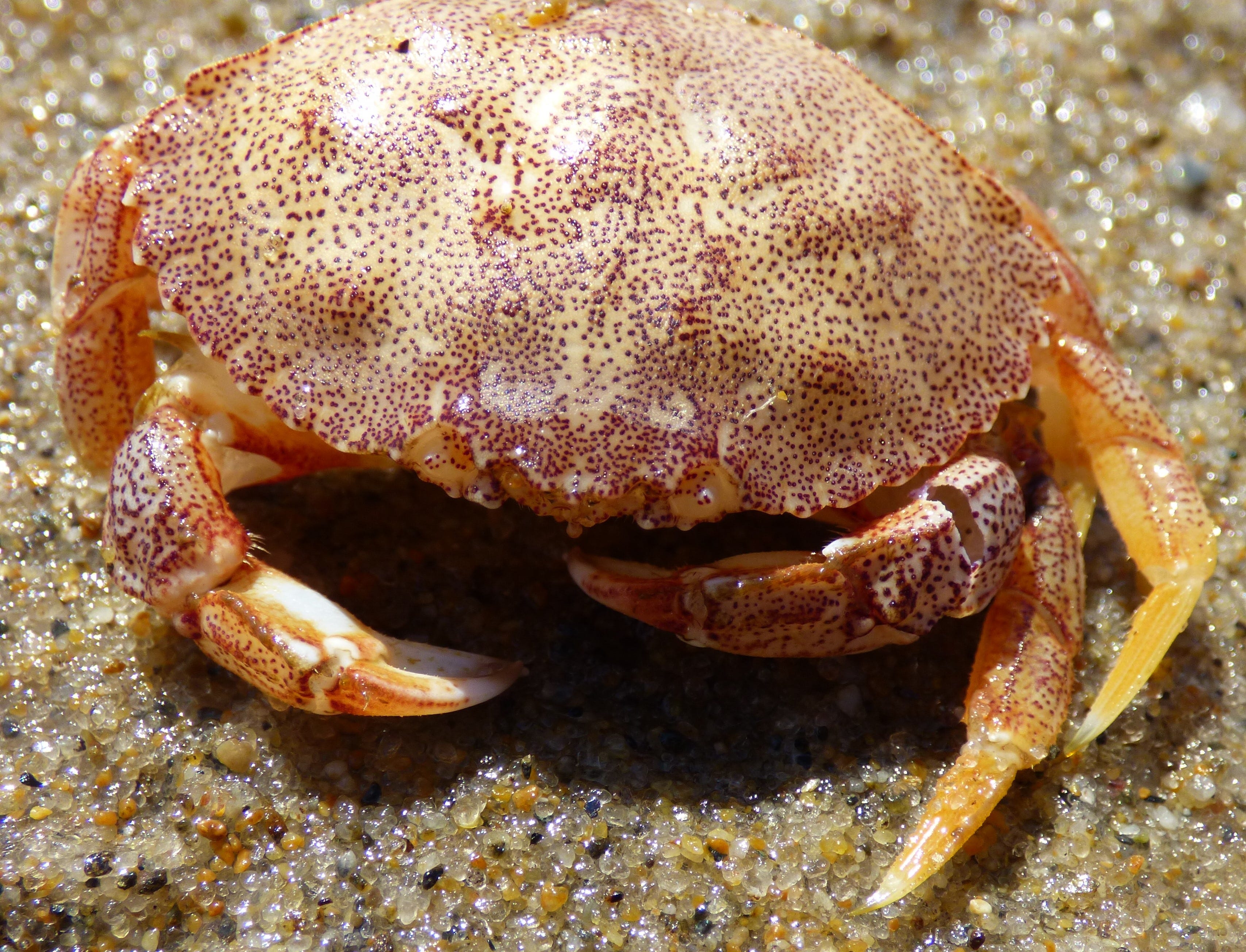 A case of crustacean cool