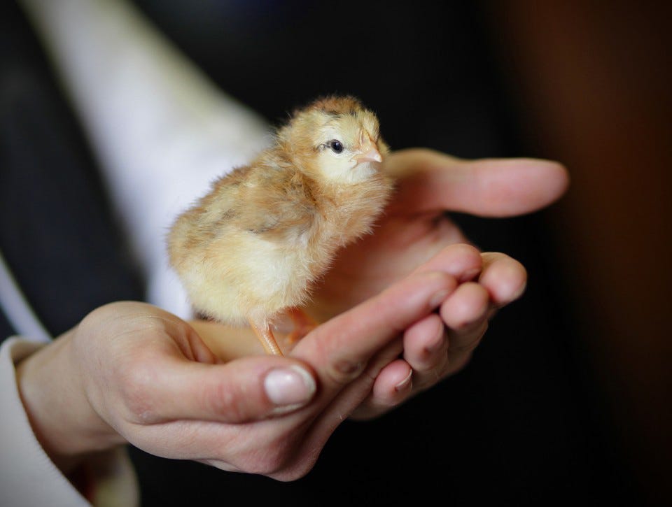 New technique may prevent the gruesome deaths of billions of male chicks