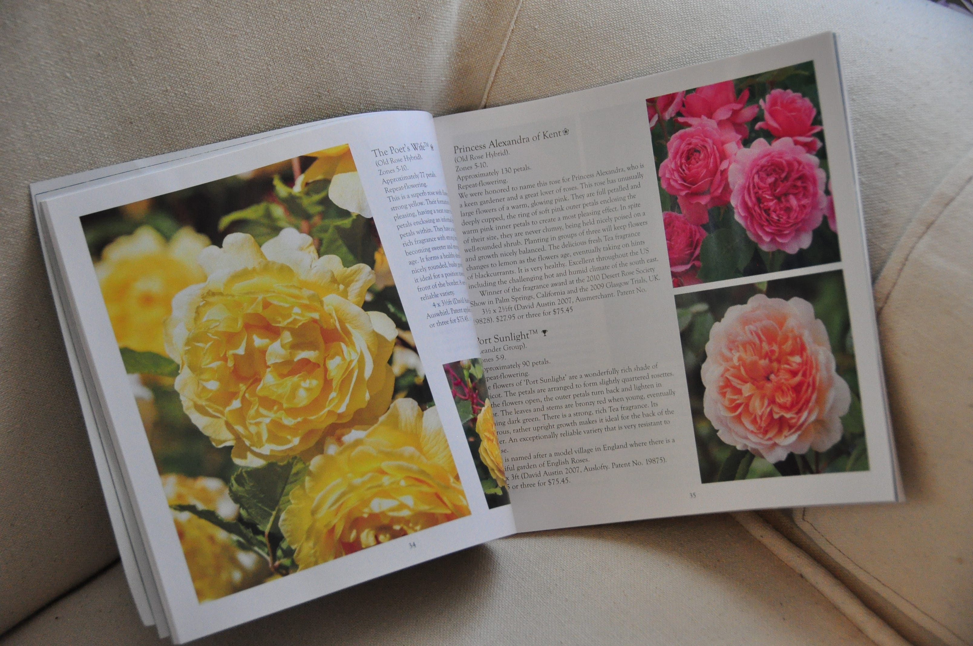 David Austin Rose catalogue excites imagination