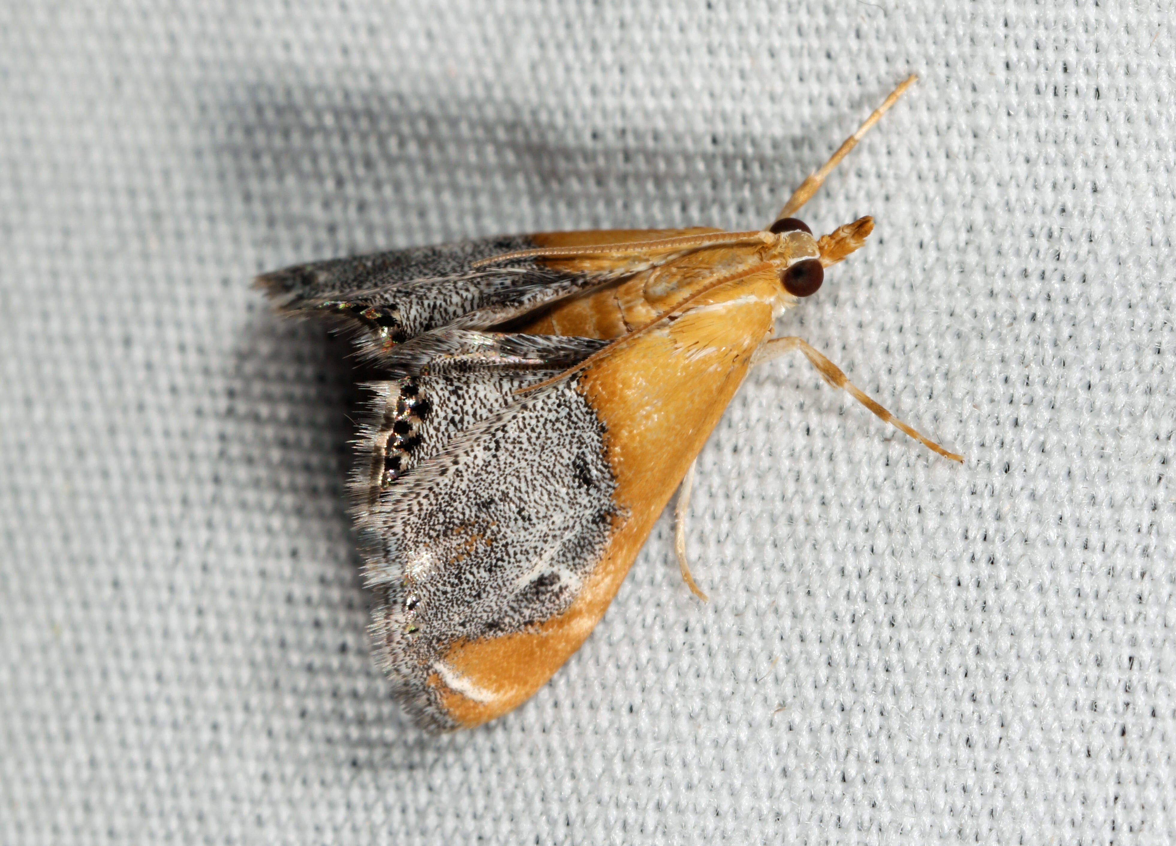 Wasp-eating moth fills rare niche