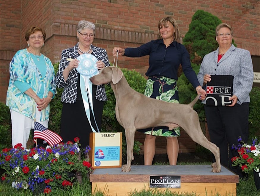 Has A Weimaraner Ever Won Best In Show