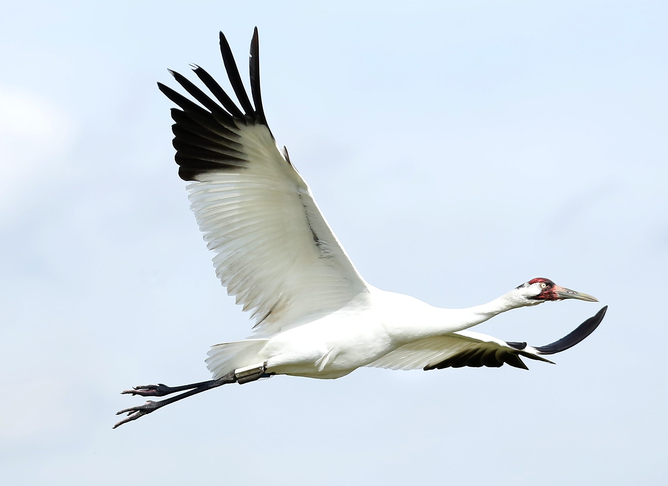 Crane Bird In Water