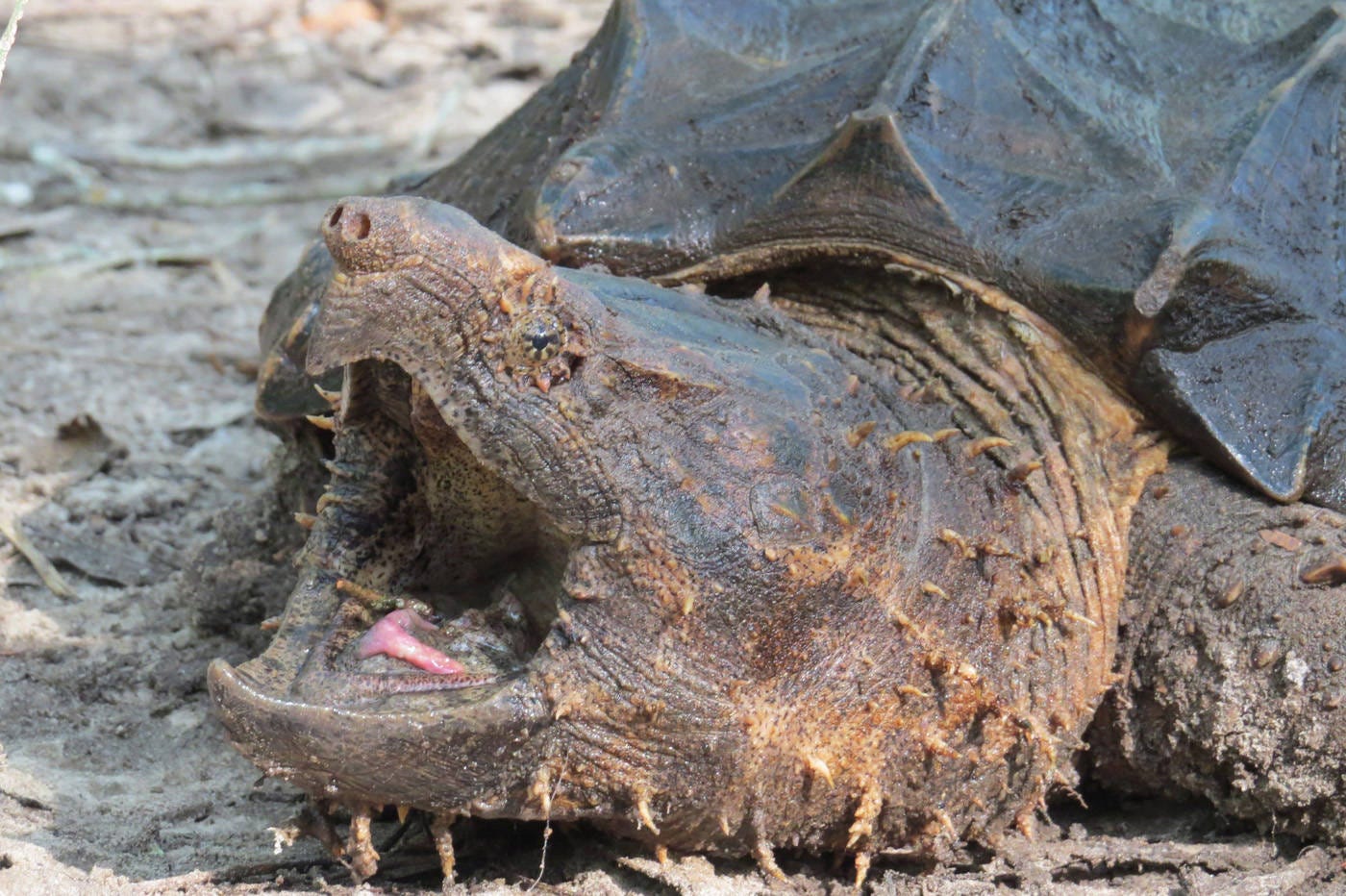 Alligator Eating Turtle