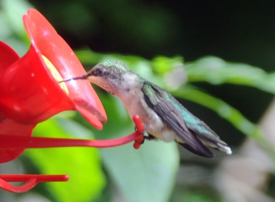 Birding: Hummingbirds as the 'hunted'?