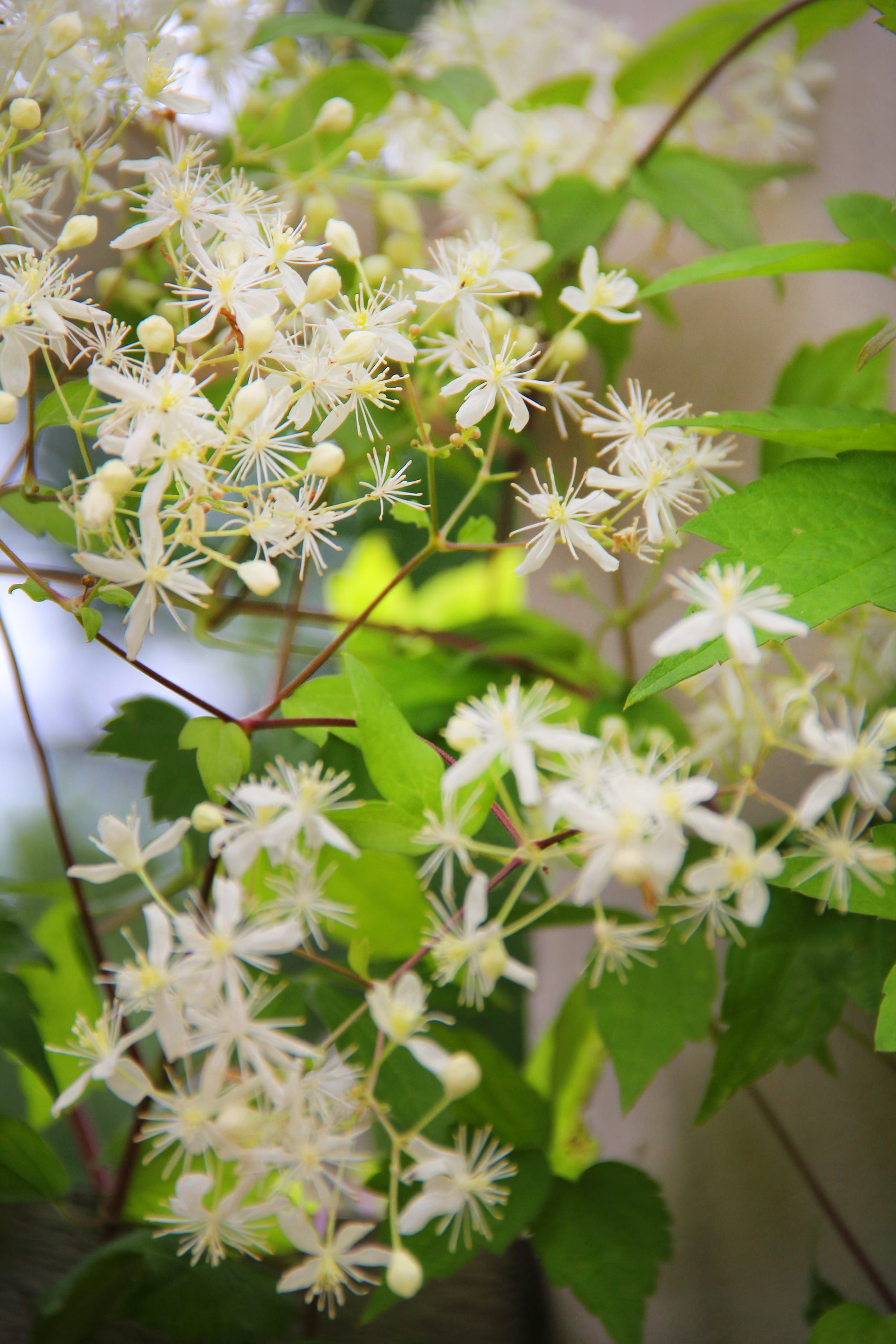 Plant Primer: Virgin’s bower