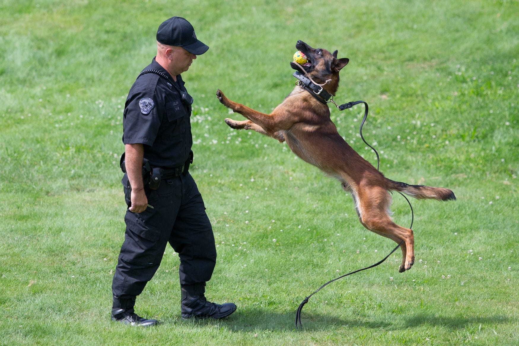 How Long Does It Take To Train Police Dogs
