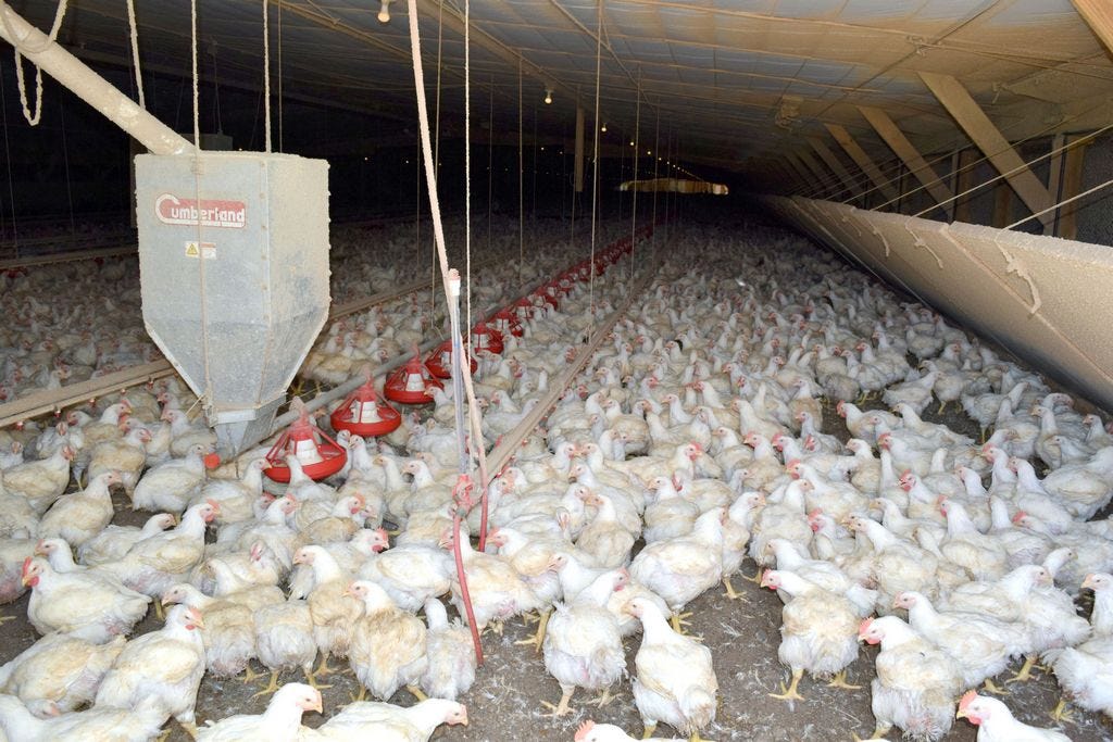 Poultry houses bigger than ever