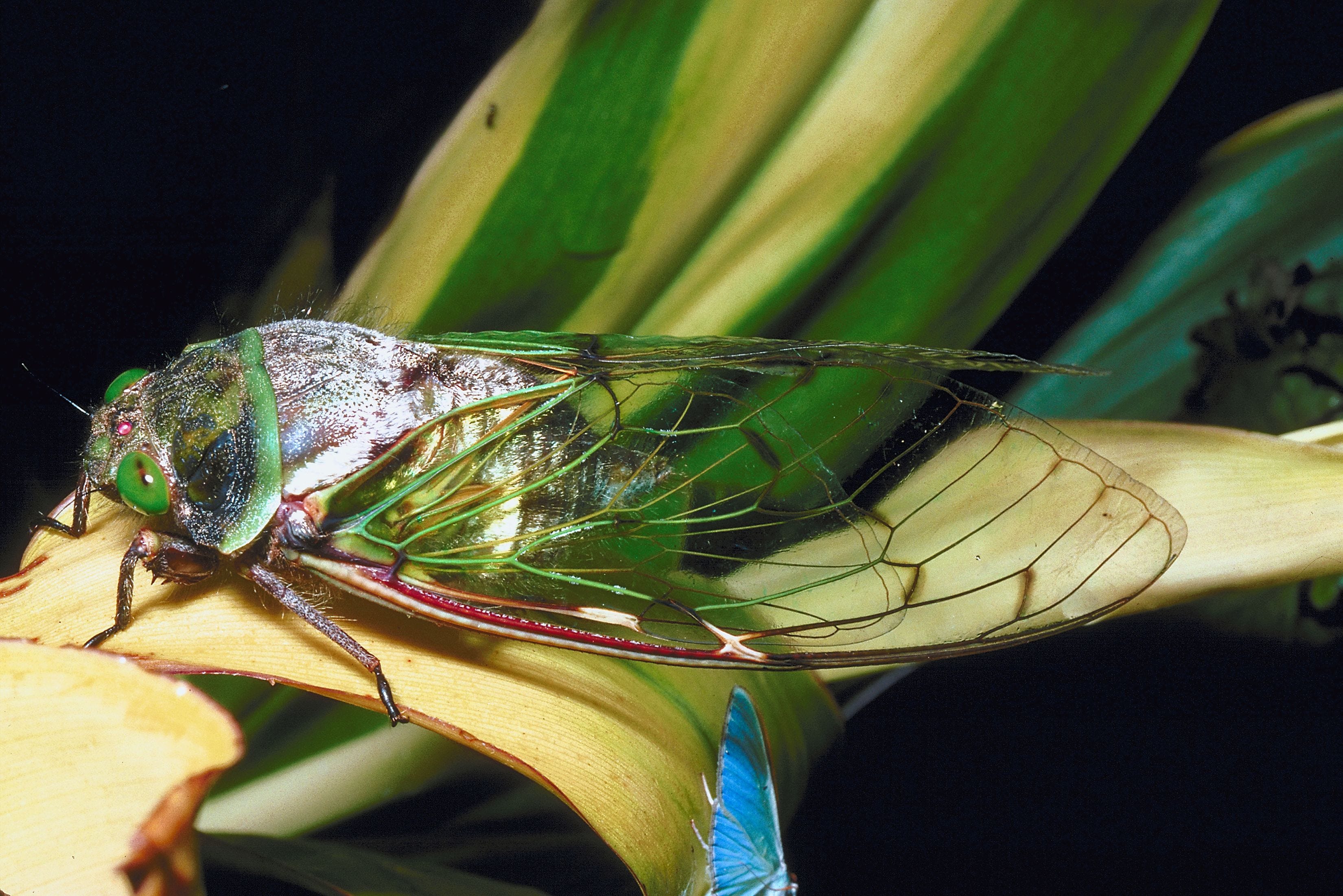 Nature & You: 'Heat bugs' are summer's unofficial mascot