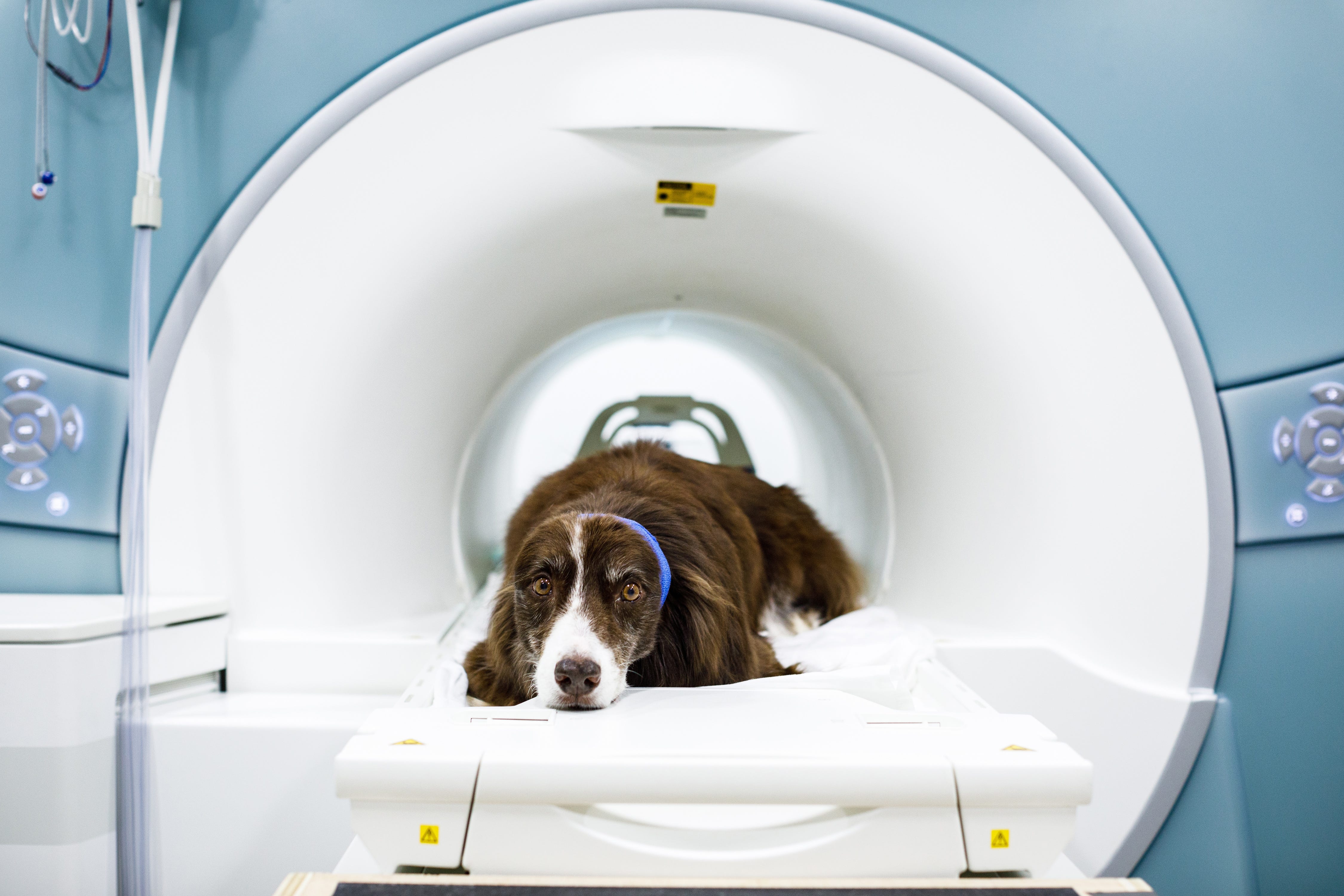 What Does An Mri Scan Show On A Dog