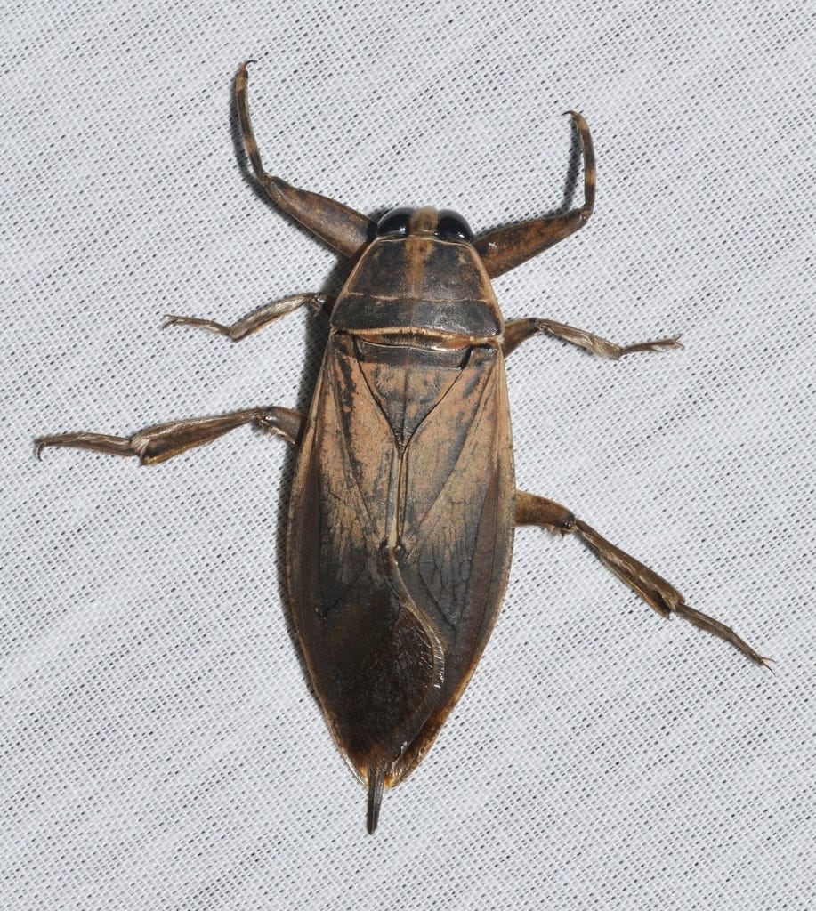 Eastern toe-biter is nasty as name implies